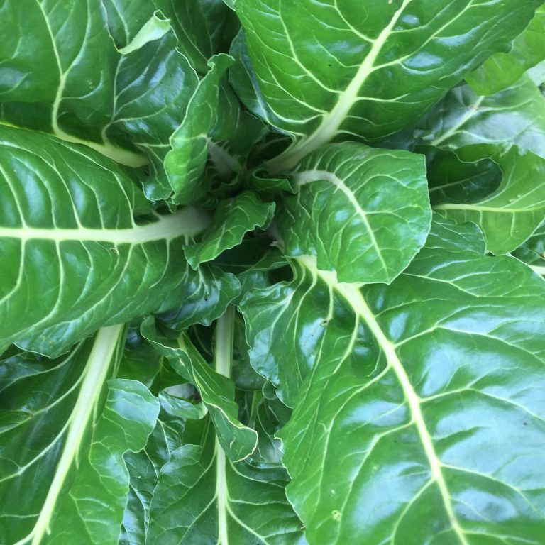 Chard Seeds - Vital Seeds - The best organic varieties for UK