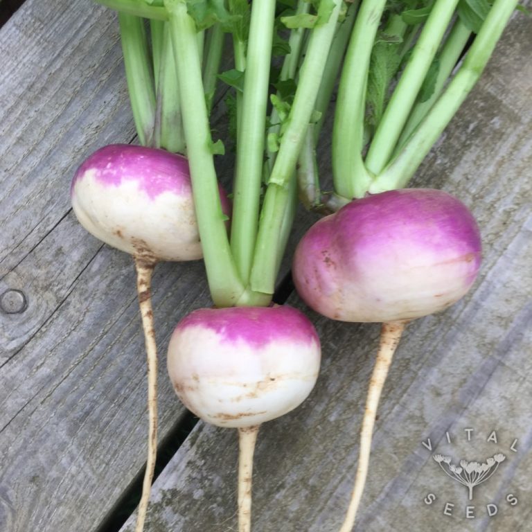 Turnip - Purple Top Milan (Organic) - Vital Seeds