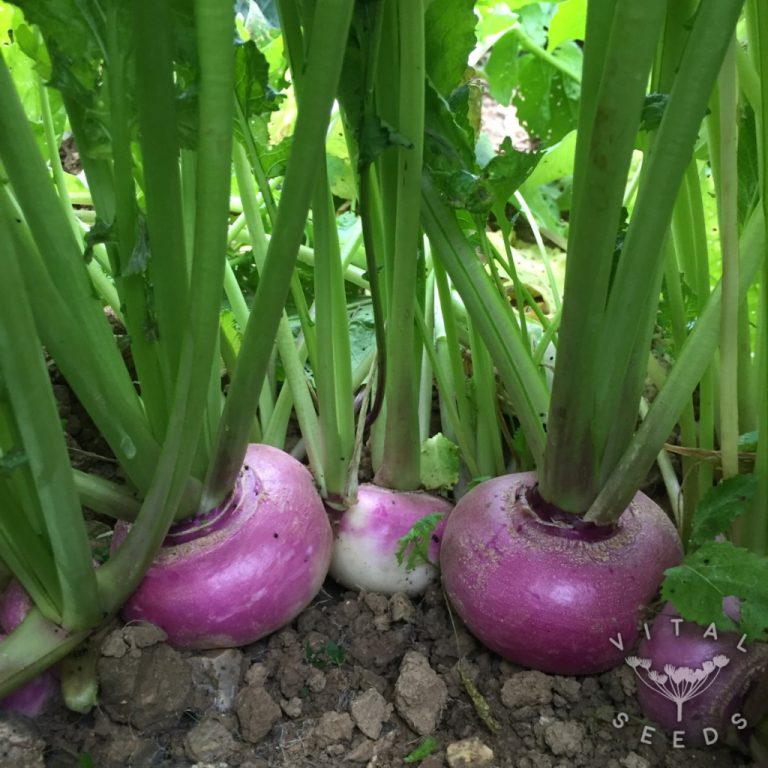 Turnip Seeds - Vital Seeds - Organic seeds for UK gardens