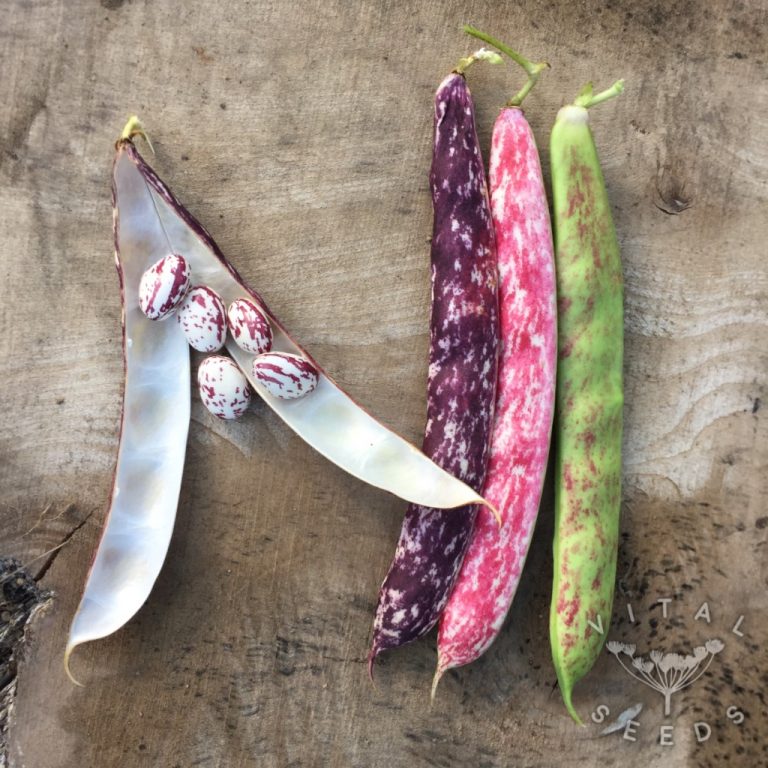Climbing French bean - Borlotti (Organic) - Vital Seeds