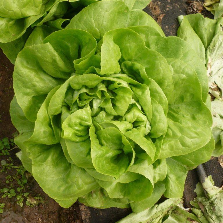 Lettuce Seeds - Vital Seeds - Interesting and productive lettuce ...
