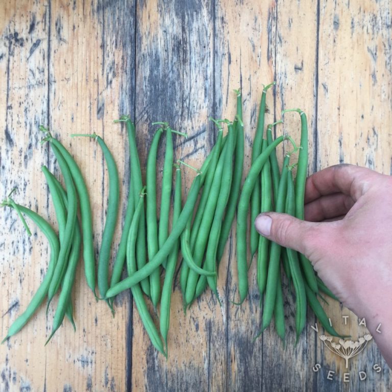 Dwarf French beans - Faraday (Organic) - Vital Seeds