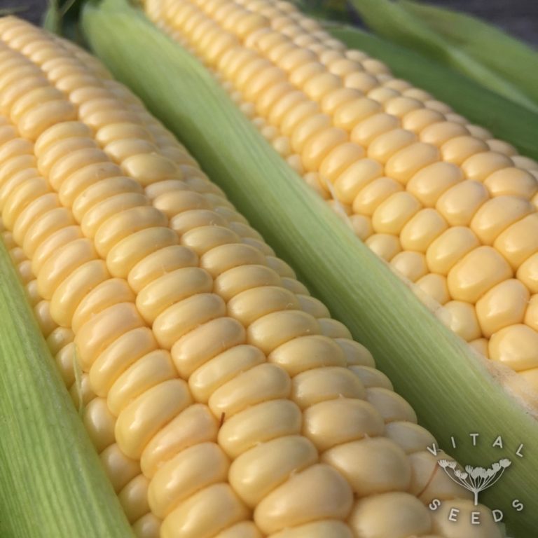 Sweetcorn Seeds | Vital Seeds | Organic seed for UK gardens