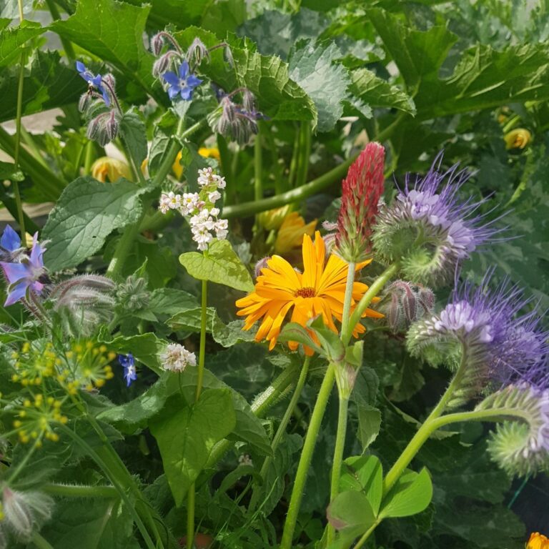 Bee Mixture Seeds - Vital Seeds