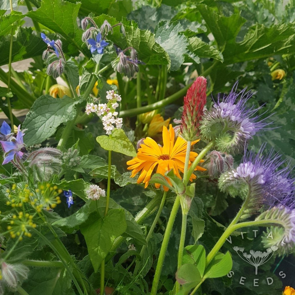 Bee Mixture - (Organic) - Vital Seeds