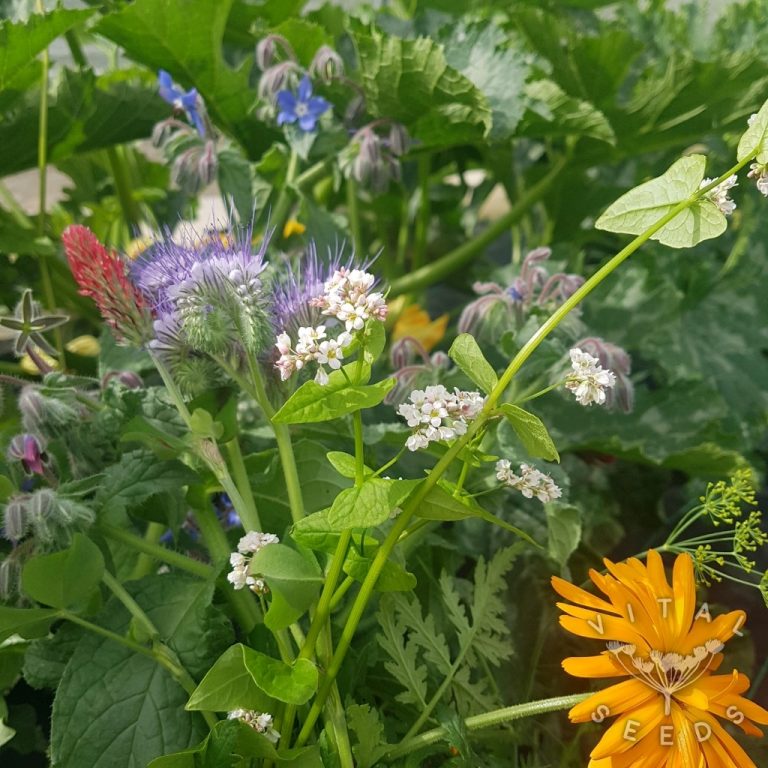 Bee Mixture - (Organic) - Vital Seeds