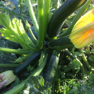 Courgette - Black Beauty (Organic) - Vital Seeds