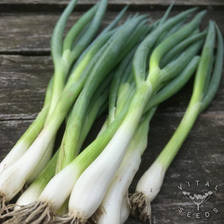 Spring onion seeds - Vital Seeds - UK organic seeds for your garden