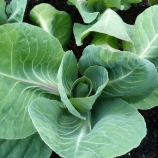 Cabbage Seeds | Vital Seeds | Best seeds for UK gardens