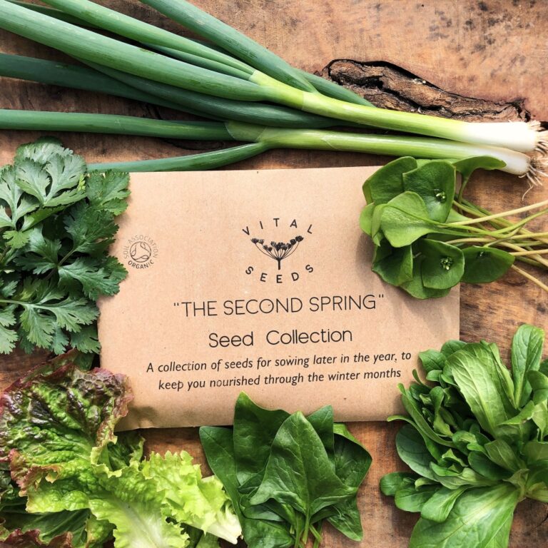 Seeds to sow in July - Vital Seeds