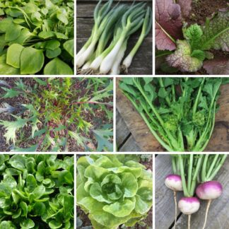 Spring onion seeds - Vital Seeds - UK organic seeds for your garden