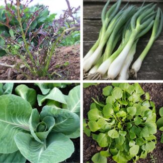 Spring onion seeds | Vital Seeds | UK organic seeds for your garden