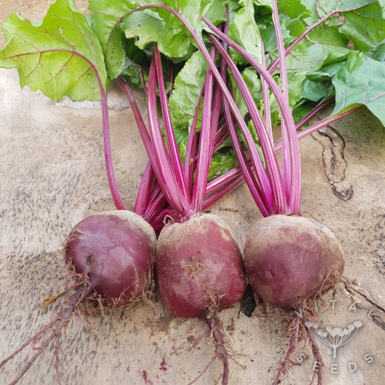 Beetroot - Boltardy (Organic) - Vital Seeds