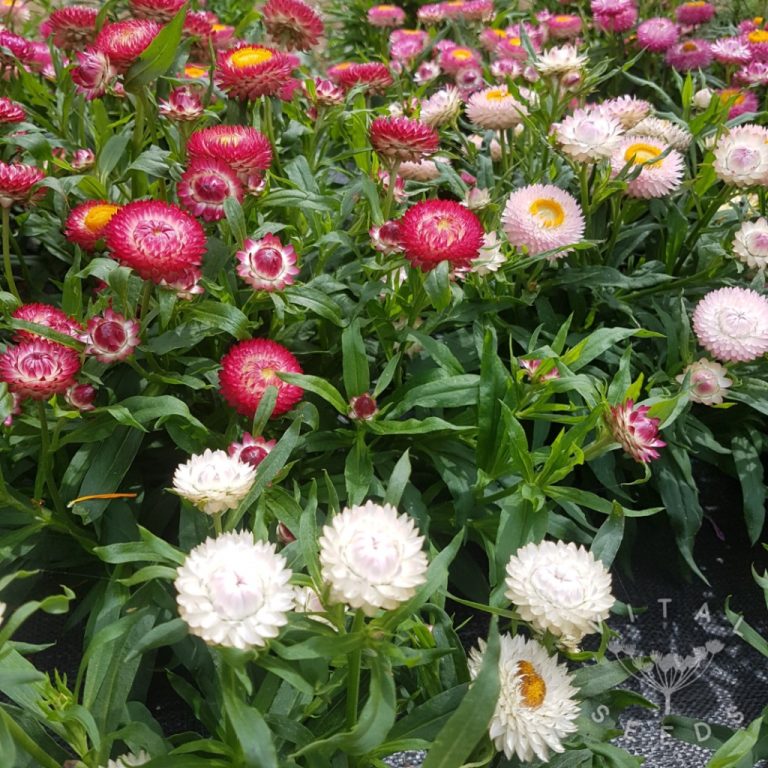 How to grow Helichrysum - Vital Seeds