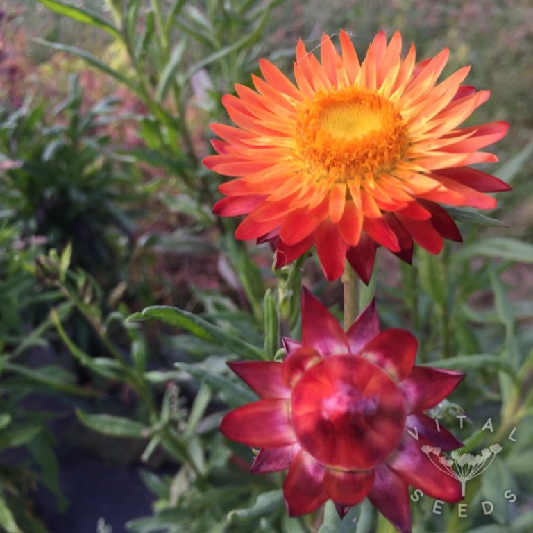 How to grow Helichrysum - Vital Seeds