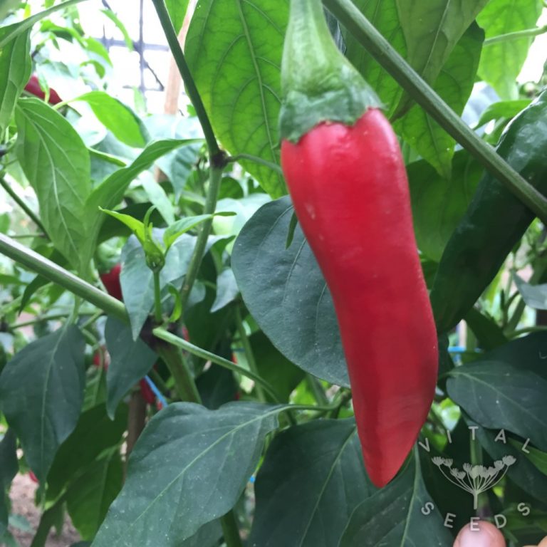 Chilli - De Cayenne (Organic) - Vital Seeds