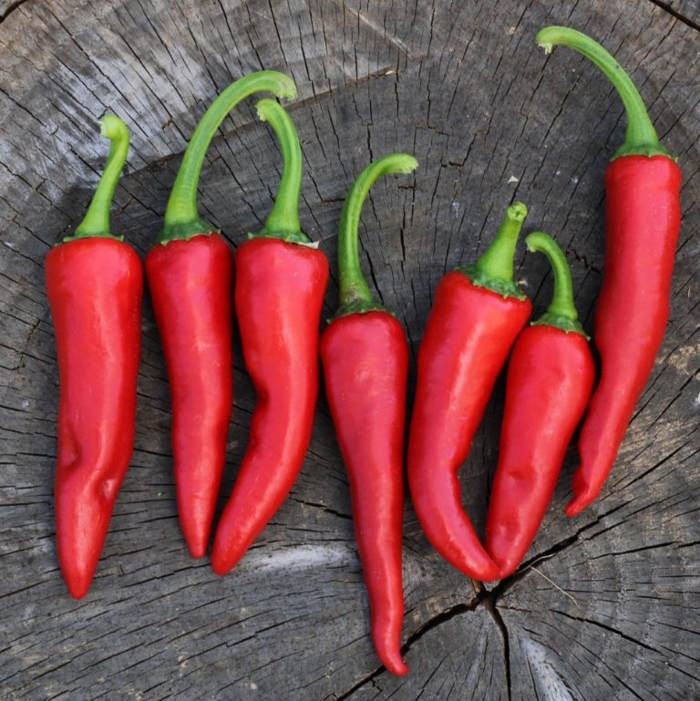 Chilli - De Cayenne (Organic) - Vital Seeds