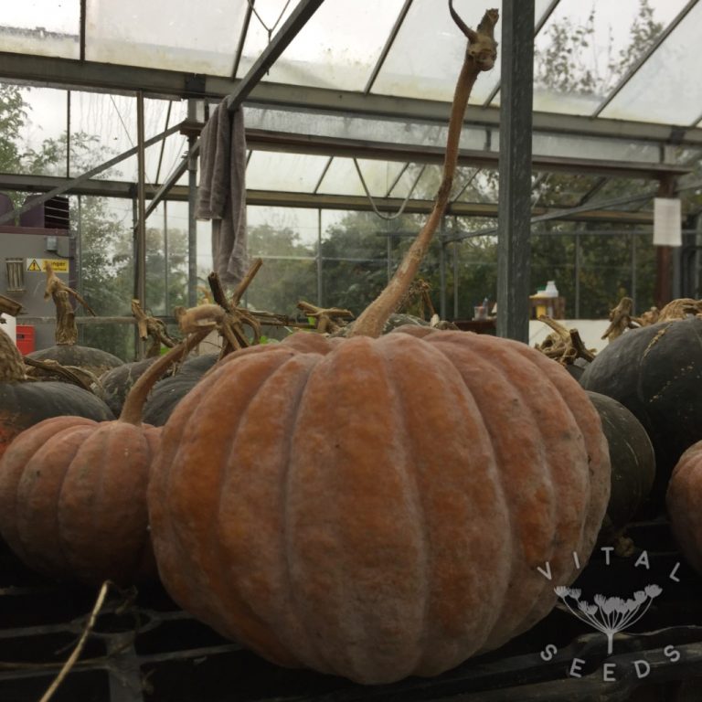 Winter squash - Black Futsu (Organic) - Vital Seeds