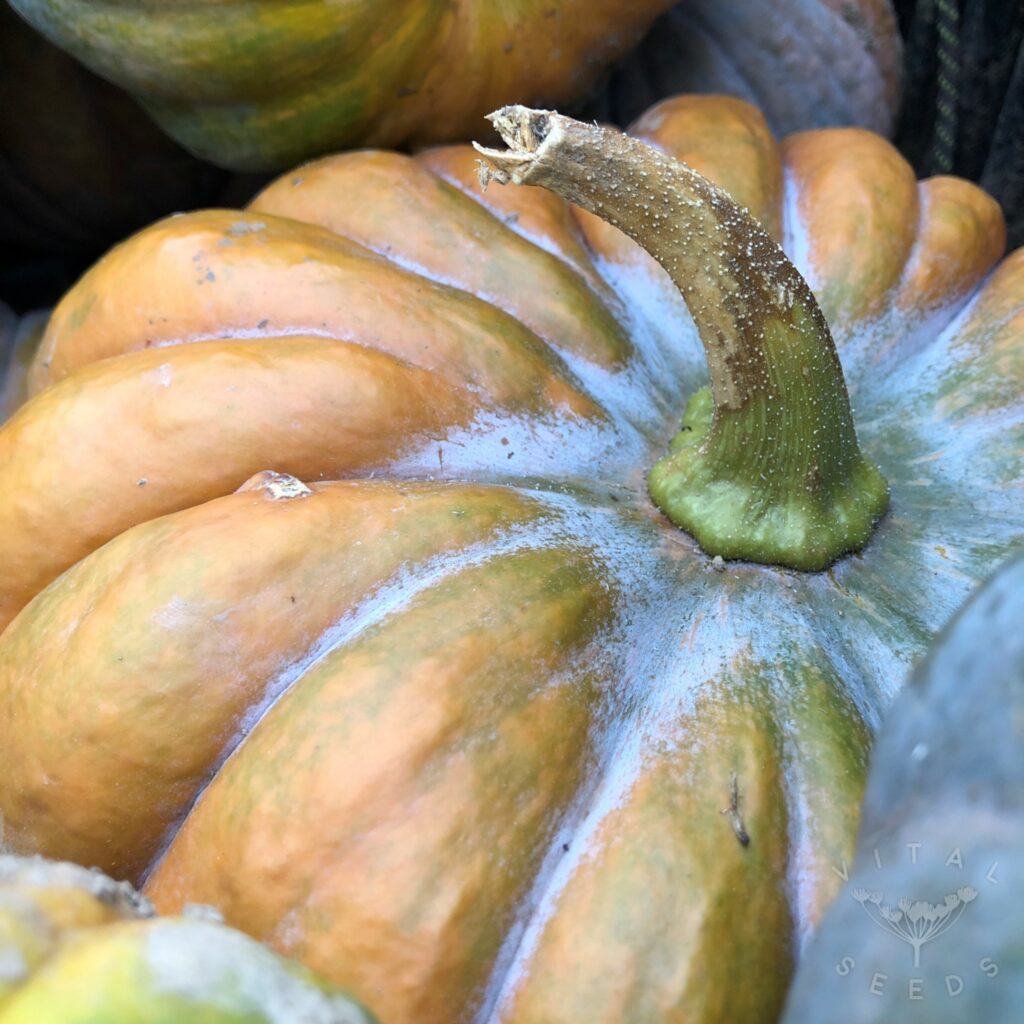 Winter squash - Black Futsu (Organic) - Vital Seeds