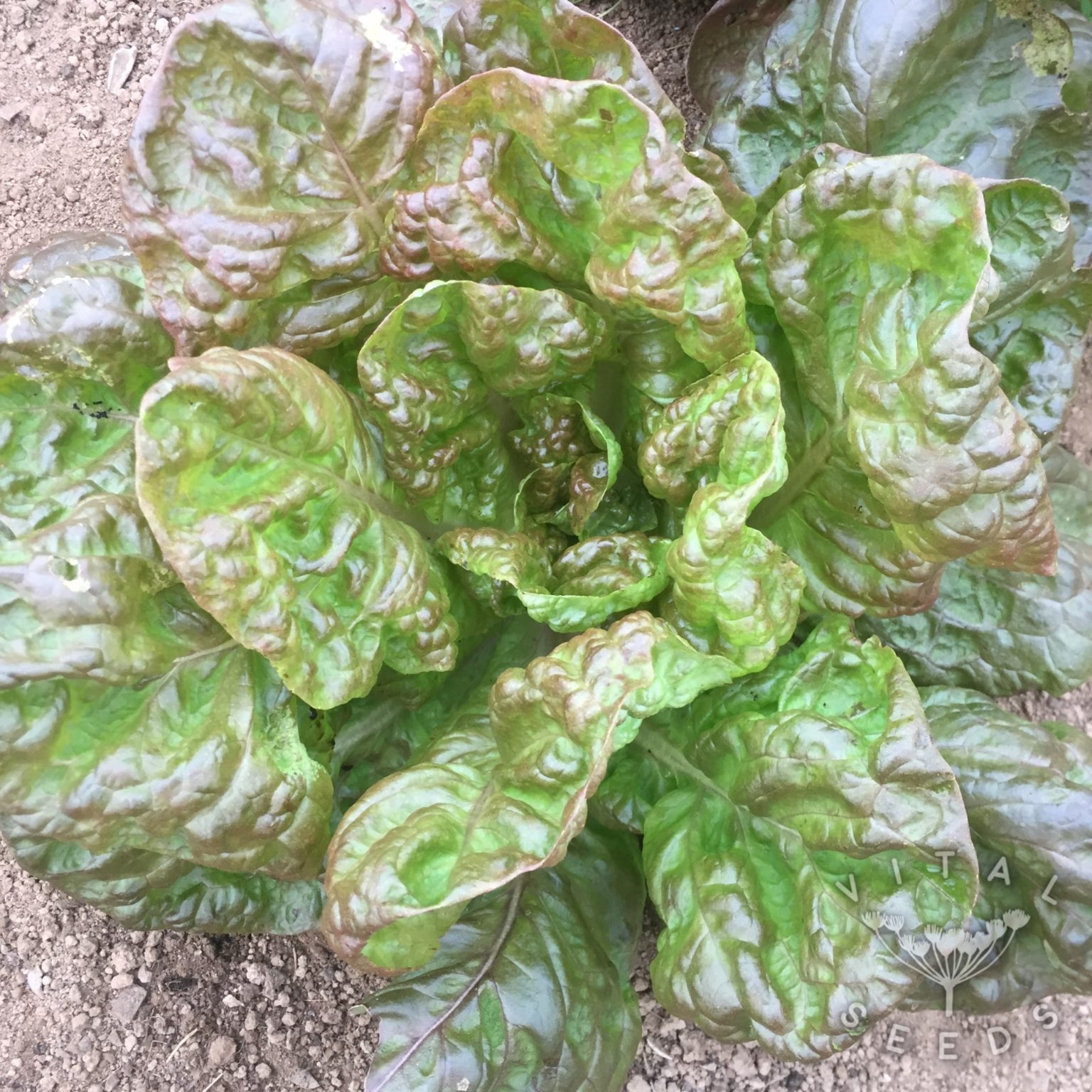 Lettuce Seeds - Vital Seeds - Interesting and productive lettuce ...