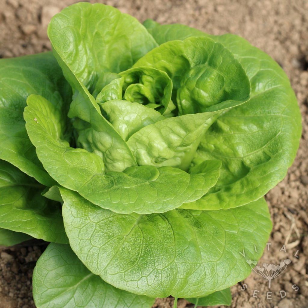 Lettuce Seeds - Vital Seeds - Interesting and productive lettuce ...