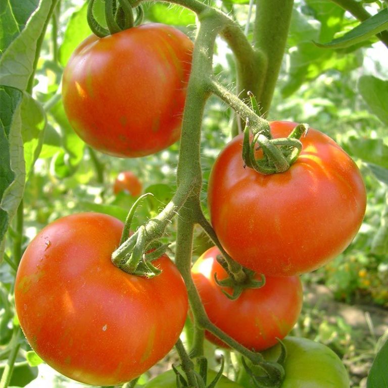 Tomato - Tigerella (Organic) - Vital Seeds