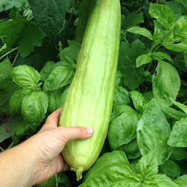 Unusual vegetables- Vital Seeds