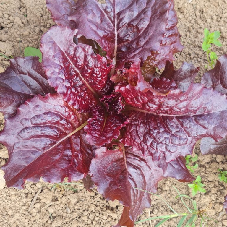 Lettuce - Outredgeous (Organic) - Vital Seeds