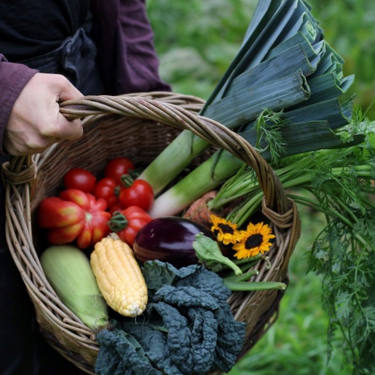 How to grow Helichrysum - Vital Seeds
