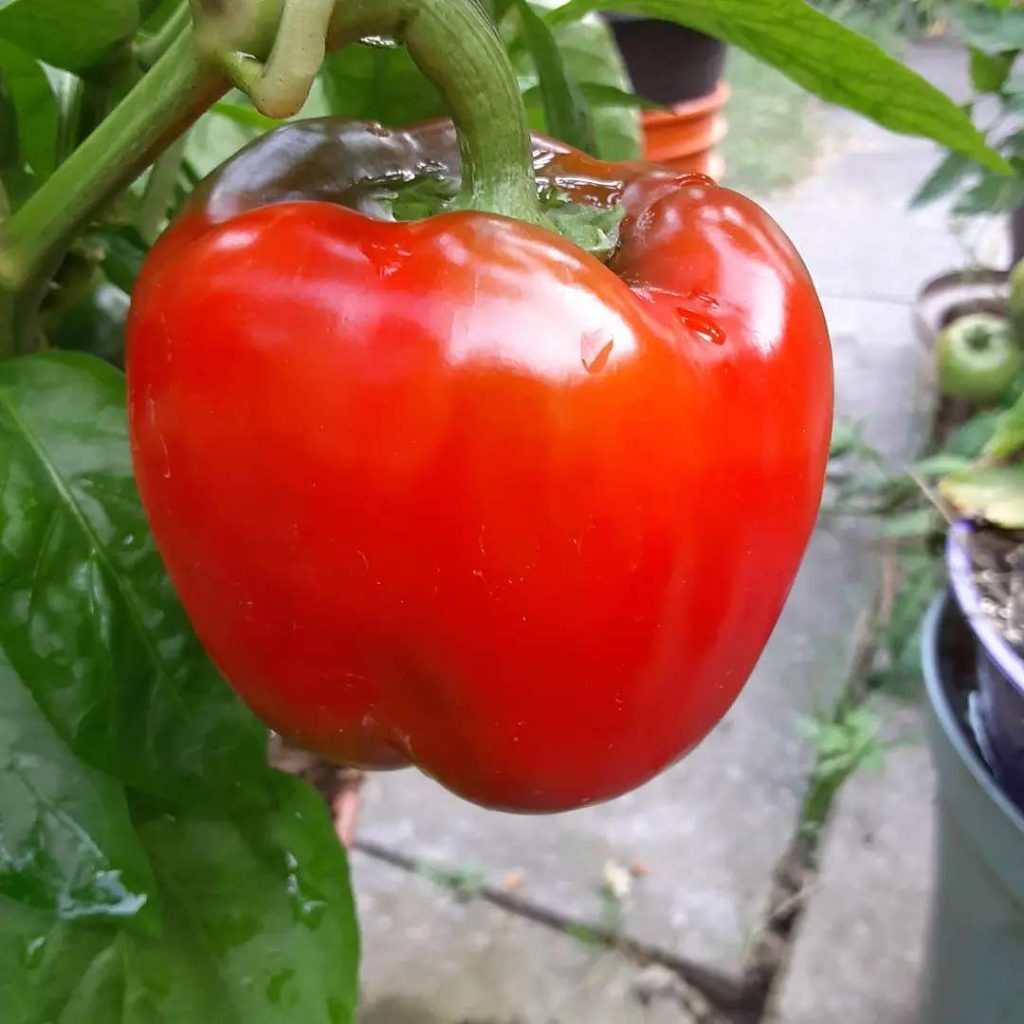 Pepper Seeds - Vital Seeds - Organic seeds for UK gardeners and growers