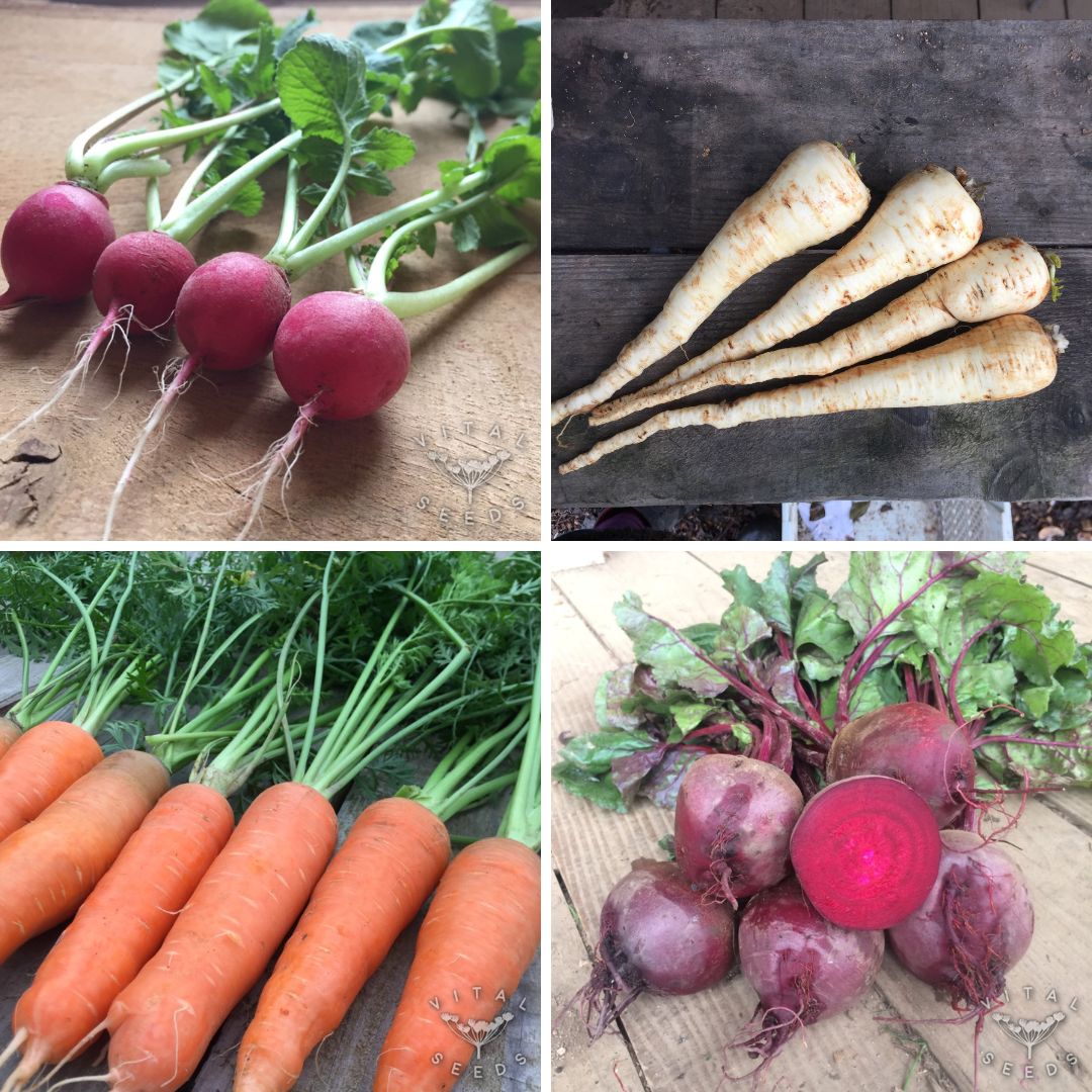 "Connect with Your Roots" Seed Collection - Vital Seeds