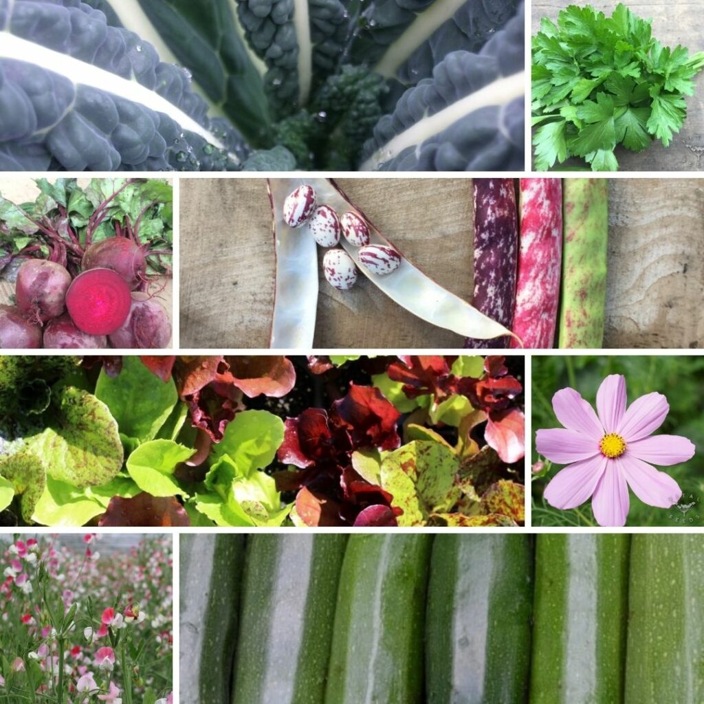 Seed Collections - Vital Seeds - Fantastic collections of organic seeds