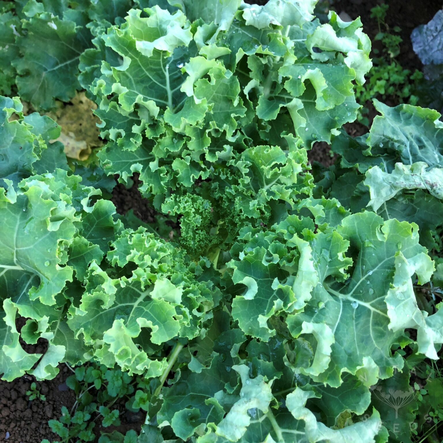 Kale Seeds - Vital Seeds - Great varieties for UK gardeners, superfood!