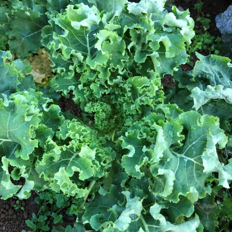 Kale Seeds - Vital Seeds - Great varieties for UK gardeners, superfood!