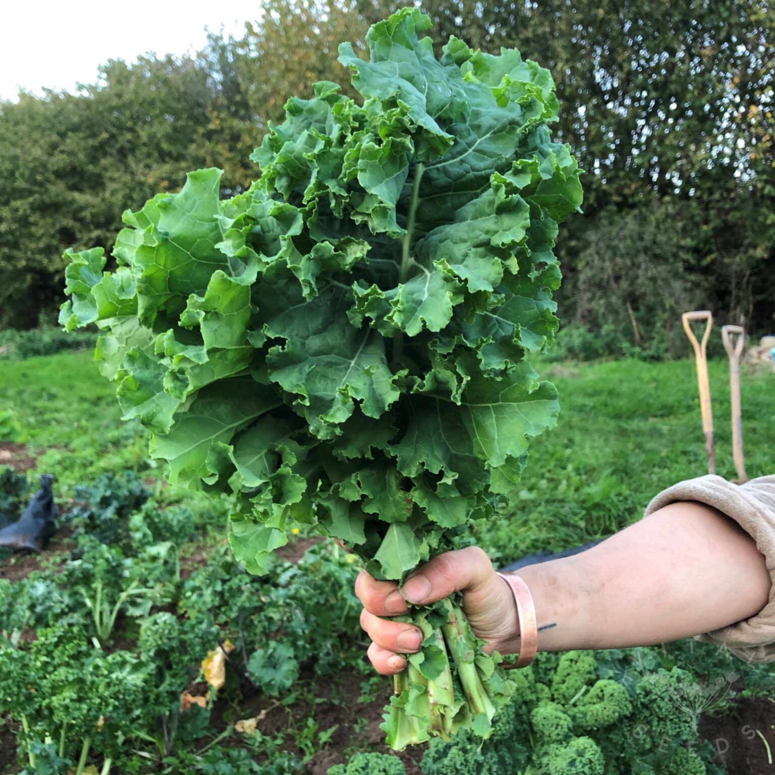 Kale Seeds - Vital Seeds - Great varieties for UK gardeners, superfood!