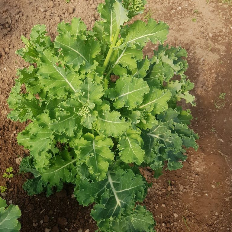 Kale Seeds - Vital Seeds - Great varieties for UK gardeners, superfood!