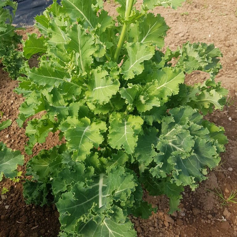 Kale Seeds - Vital Seeds - Great varieties for UK gardeners, superfood!