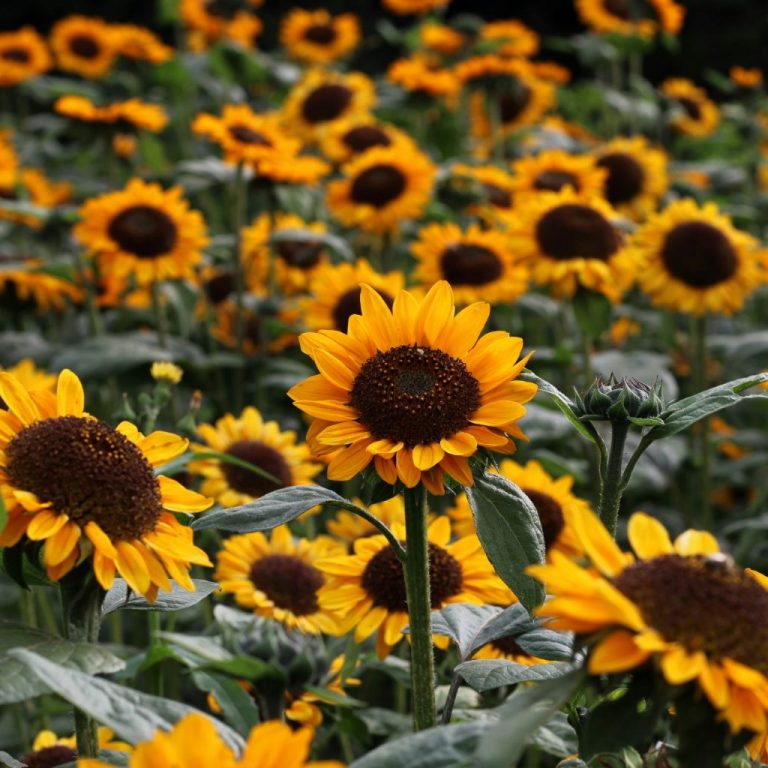 Sunflower Seeds - Vital Seeds
