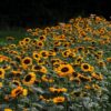 Sunflower Seeds - Vital Seeds