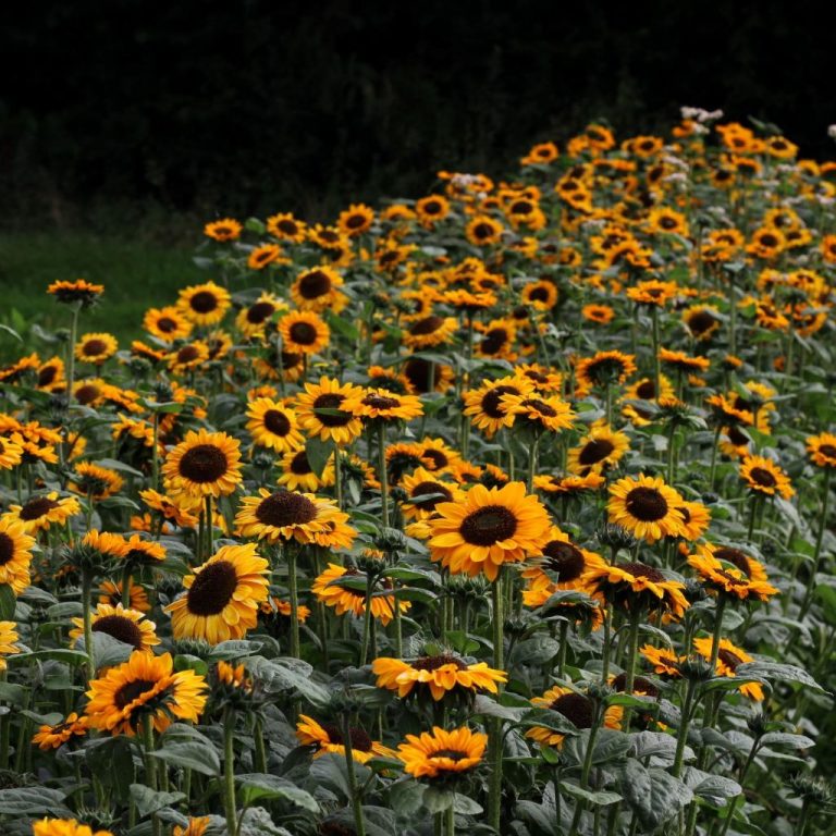 Sunflower Seeds - Vital Seeds