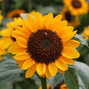 Sunflower - Sonja (Organic) - Vital Seeds