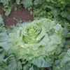 Chicory - Radicchio Castelfranco (SM4.18) (Organic) - Vital Seeds