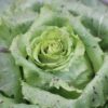 Chicory - Radicchio Castelfranco (SM4.18) (Organic) - Vital Seeds
