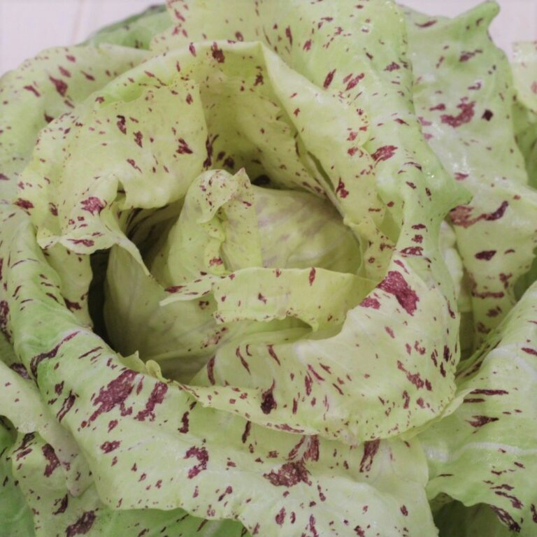 Chicory - Radicchio Castelfranco (SM4.18) (Organic) - Vital Seeds