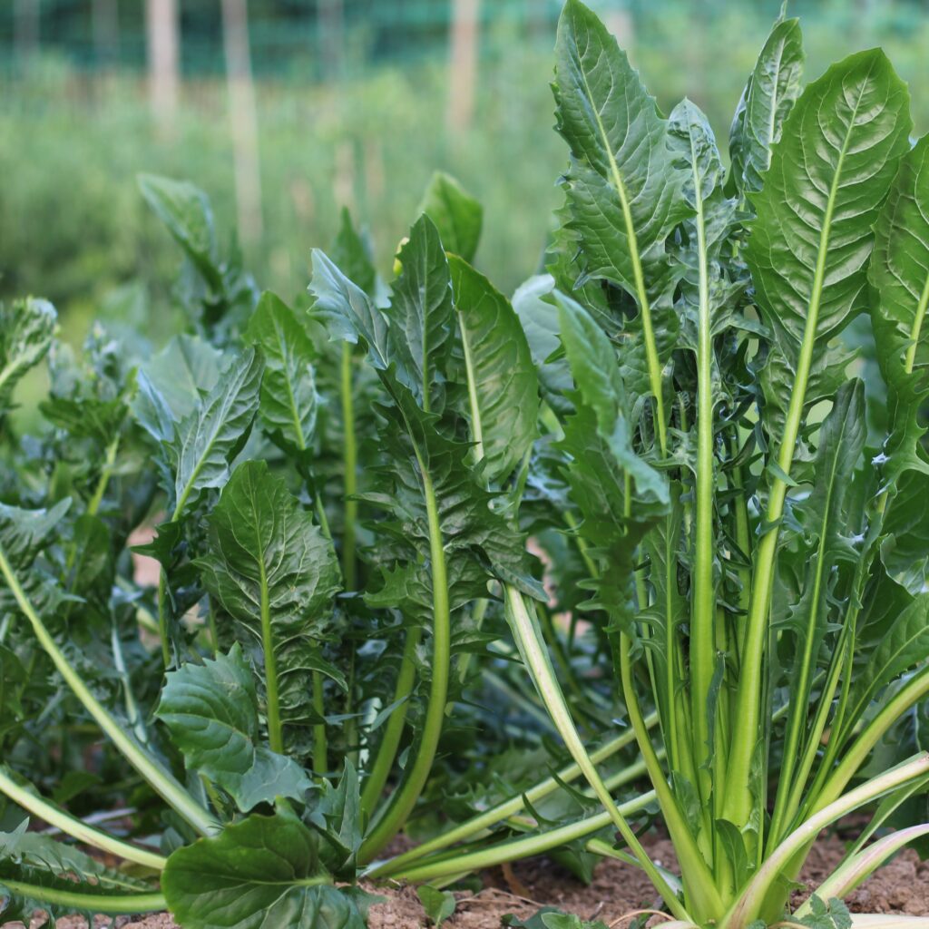 Unusual vegetables- Vital Seeds