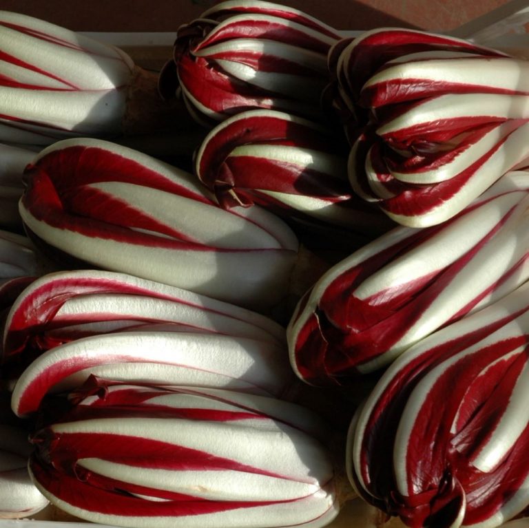 Chicory - Radicchio Treviso Late (SM4.75 - Forcing) (Organic) - Vital Seeds