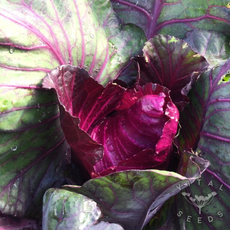Cabbage Seeds - Vital Seeds - Best seeds for UK gardens