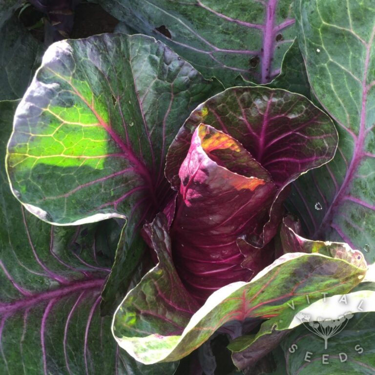 Cabbage - Kalibos (Organic) - Vital Seeds