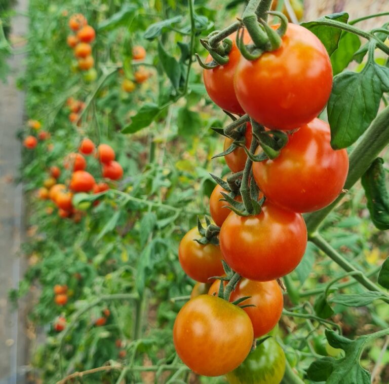 Tomato - Mango Lassi (Organic) - Vital Seeds