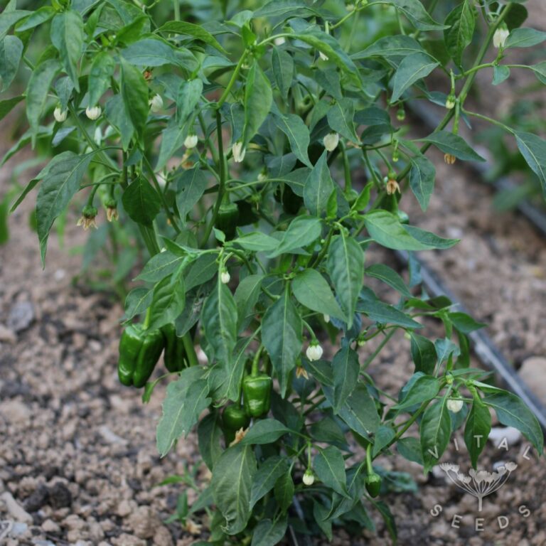 Chilli - Padron (Organic) - Vital Seeds
